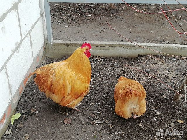 Цыплята "Брама,Орпингтон,Легорн"