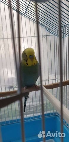 Волнистый попугай