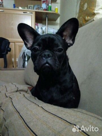 Французский бульдог