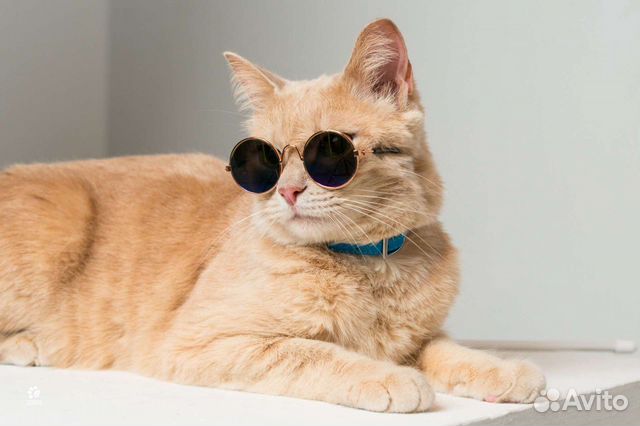 Модный кот