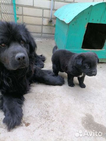 Щенок мальчик