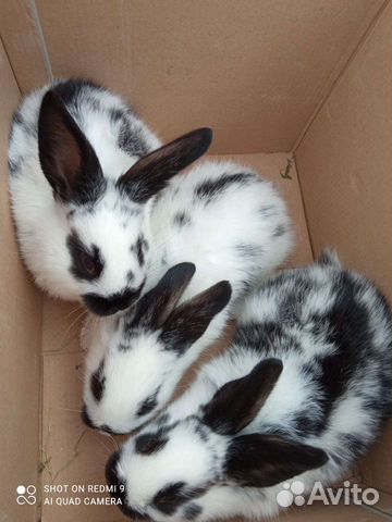 Кролики бабочки и белый великан и поместные