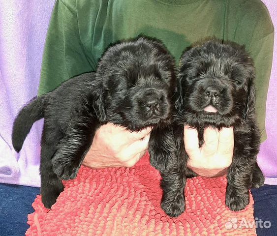 Щенки ньюфаундленда