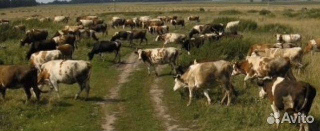 Продам 2-х коров на выбор