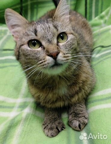 Кошка Даша из приюта