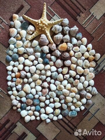 Морские ракушки