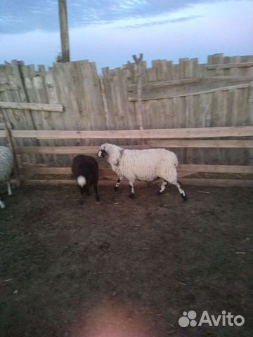 Баранчики дорпера