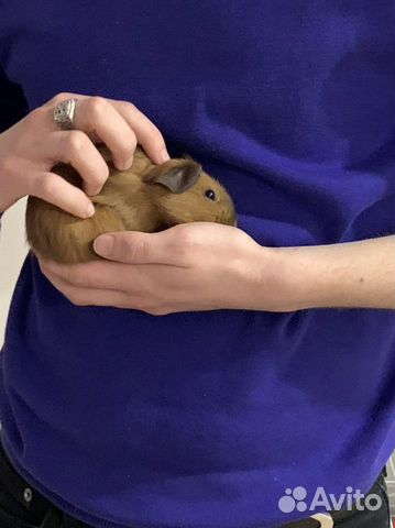 Морская свинка с клеткой