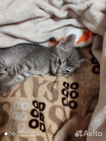 Маленький котенок мальчик ищет дом