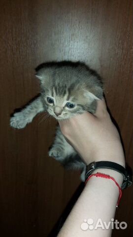 Котята, котики, котёночек, котик