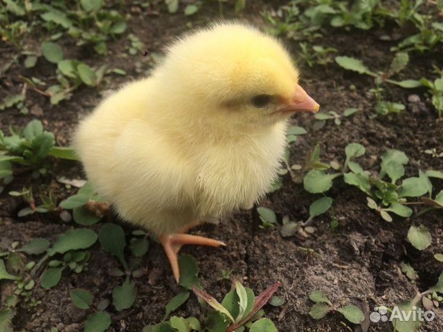 Индюшки, цыплята (бройлеры, несушки), муларды
