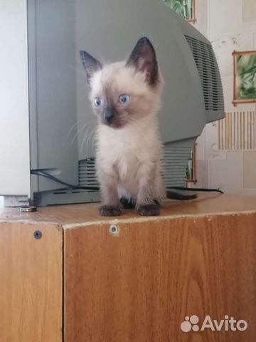 Котята бесплатно в дар