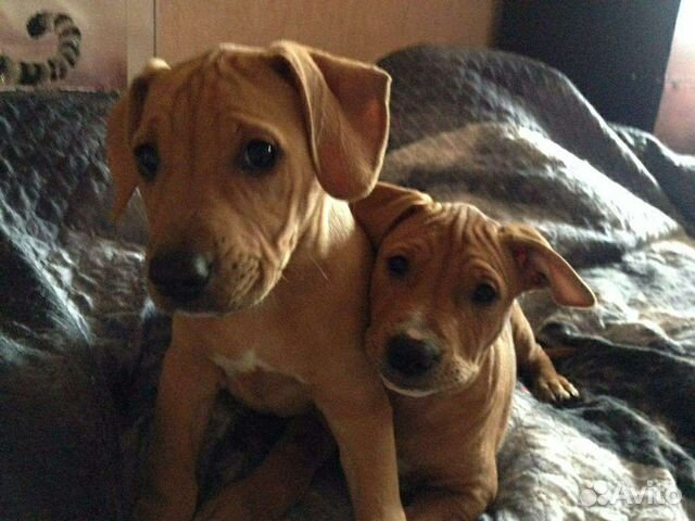 Американский стаффоширский терьер