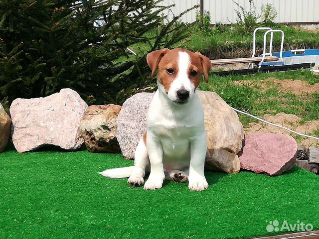 Славный мальчишка