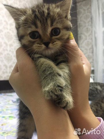 Шотландские котята