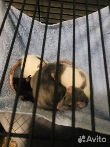 Отдаю в добрые руки крыс девочек