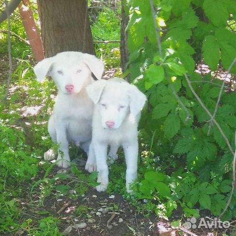 Щенки в добрые руки