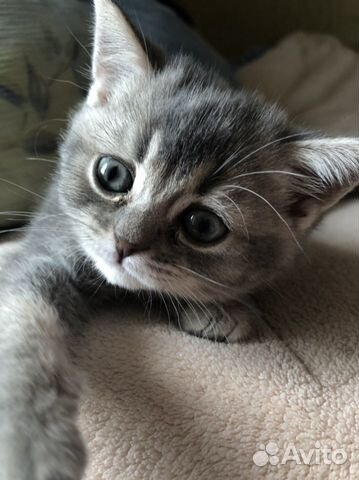 Британский котёнок
