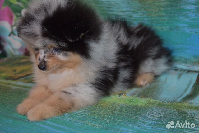 Шпиц - голубоглазый мальчуган