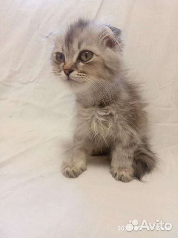 Шотландские котята ищат дом