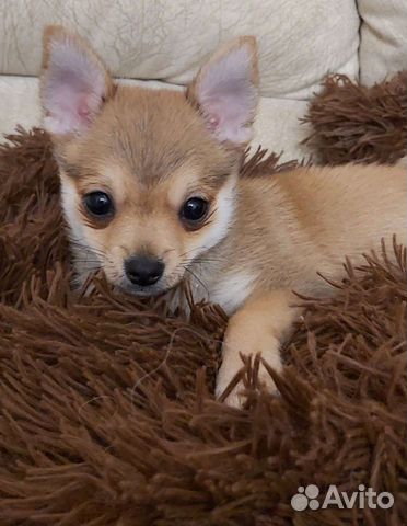 Щенки от маленькой собачки