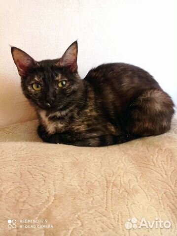 Плюша ищет семью