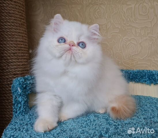 Чудо как хорош-голубоглазый мальчик