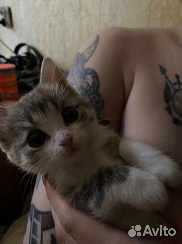 Котенок миниатюрный
