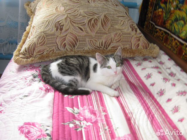 Отдам в хорошие руки