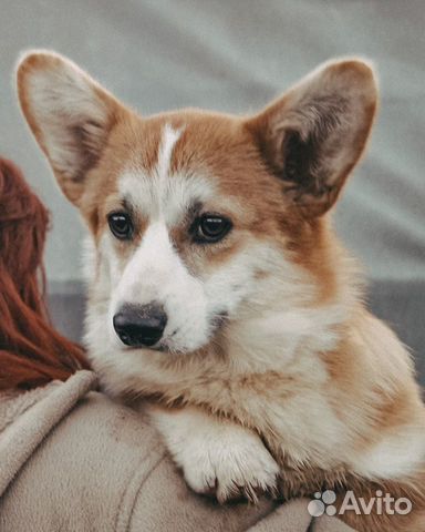 Красавец. Вельш-корги пемброк