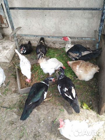 Куры,индоутка