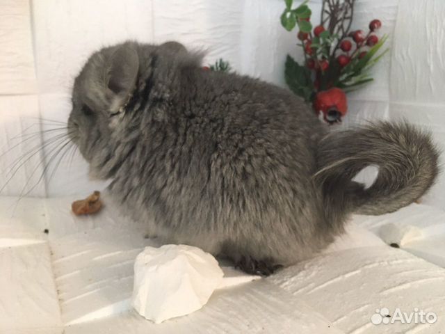 20 шиншилл, мини питомник
