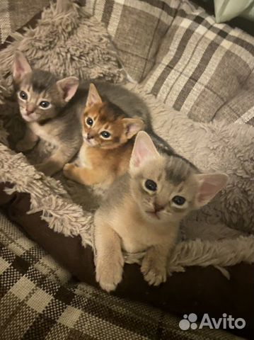 Абиссинские котята