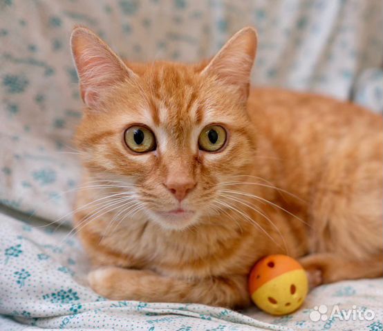 Кошечка Шанель в добрые руки