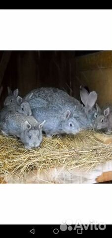 Продаю крольчат на развод и свежайшее мясо кролика