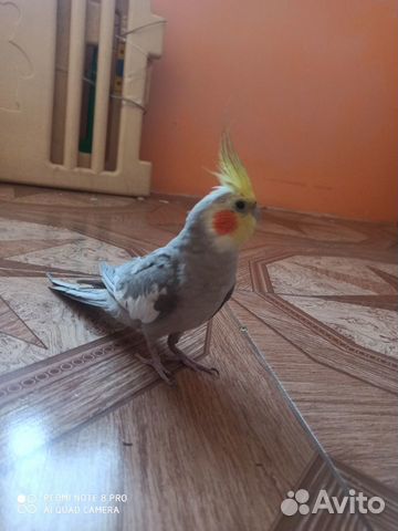 Попугай капелла ручной