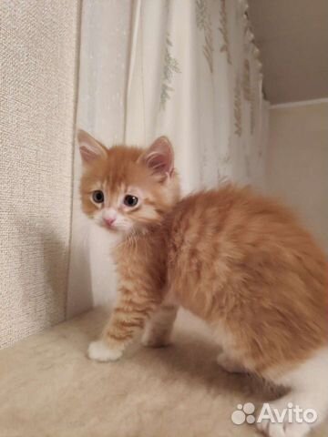 Кот 1.5 месяца