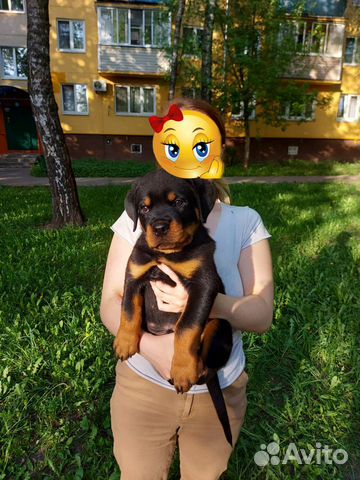 Щенок ротвейлера