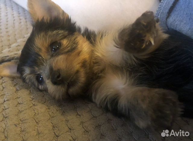 Йоркширский терьер мини