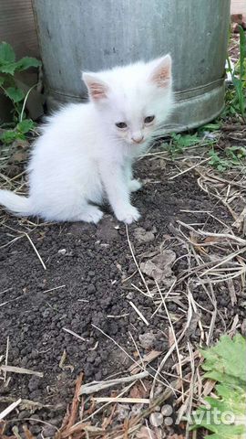 Котенок