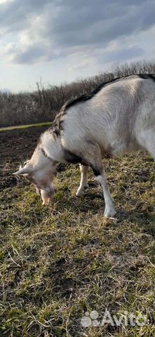 Козел зааненский