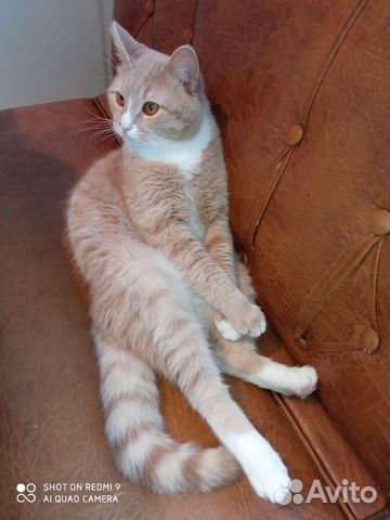 Умный, забавный и веселый кот