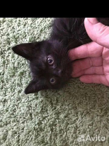Черный котенок