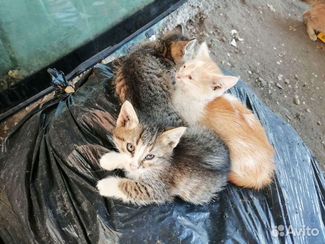 Котята в добрые руки бесплатно