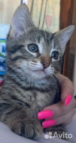 Полосато-тигровая малышка в добрые руки