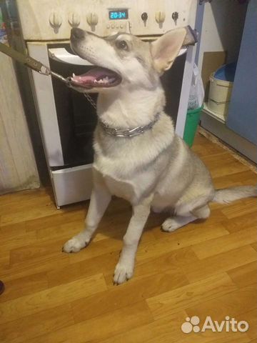 Собака в добрые руки мальчик