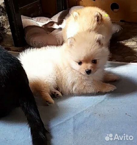 Щенки немецкого шпица