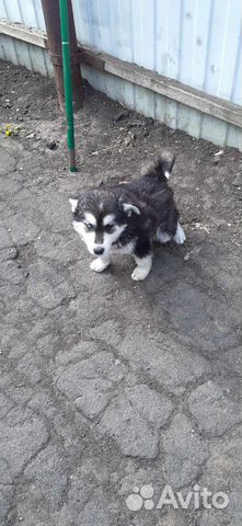 Алабай с хаской смешное