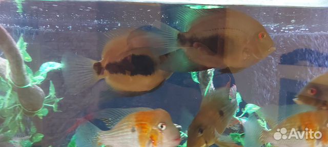 Уару чернопятнистый (Uaru amphiacanthoides)