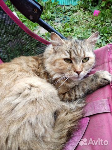 Кошка Люська